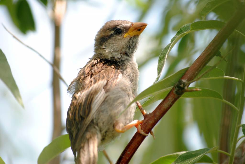 The House Sparrow - MyCalgary
